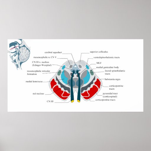 Diagram of the Midsection of the Human Brain Poster | Zazzle