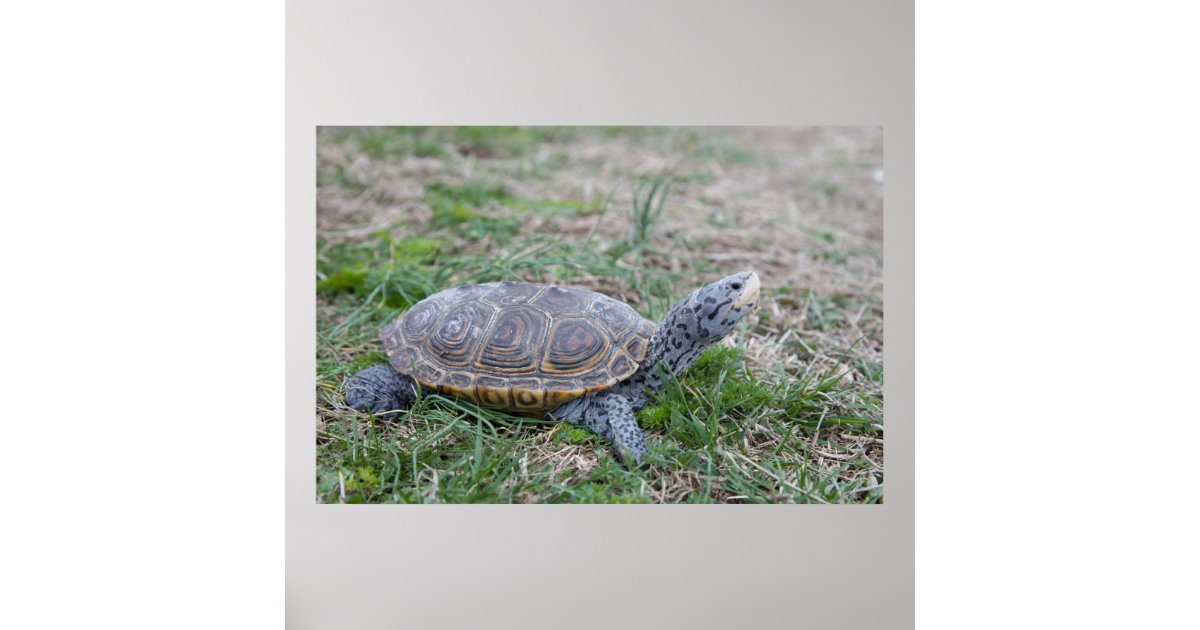 diamondback terrapin turtle poster print | Zazzle
