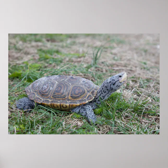 diamondback terrapin turtle poster print | Zazzle