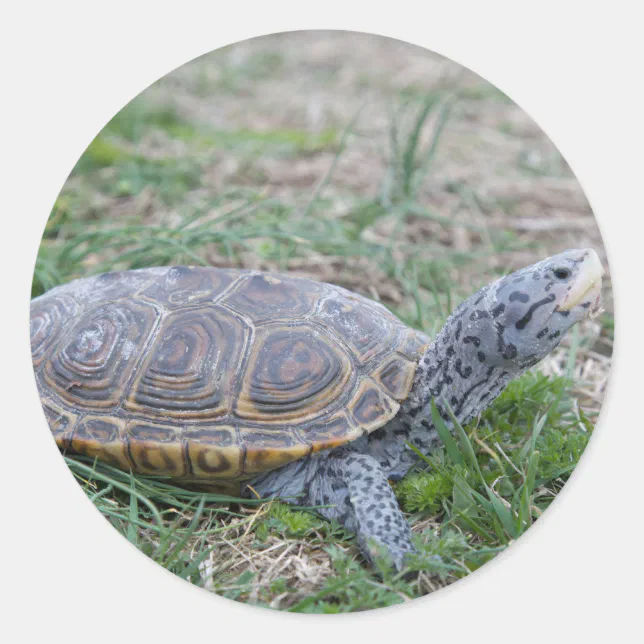 diamondback terrapin turtle stickers | Zazzle