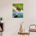 Diamondback Terrapin Turtles Poster | Zazzle