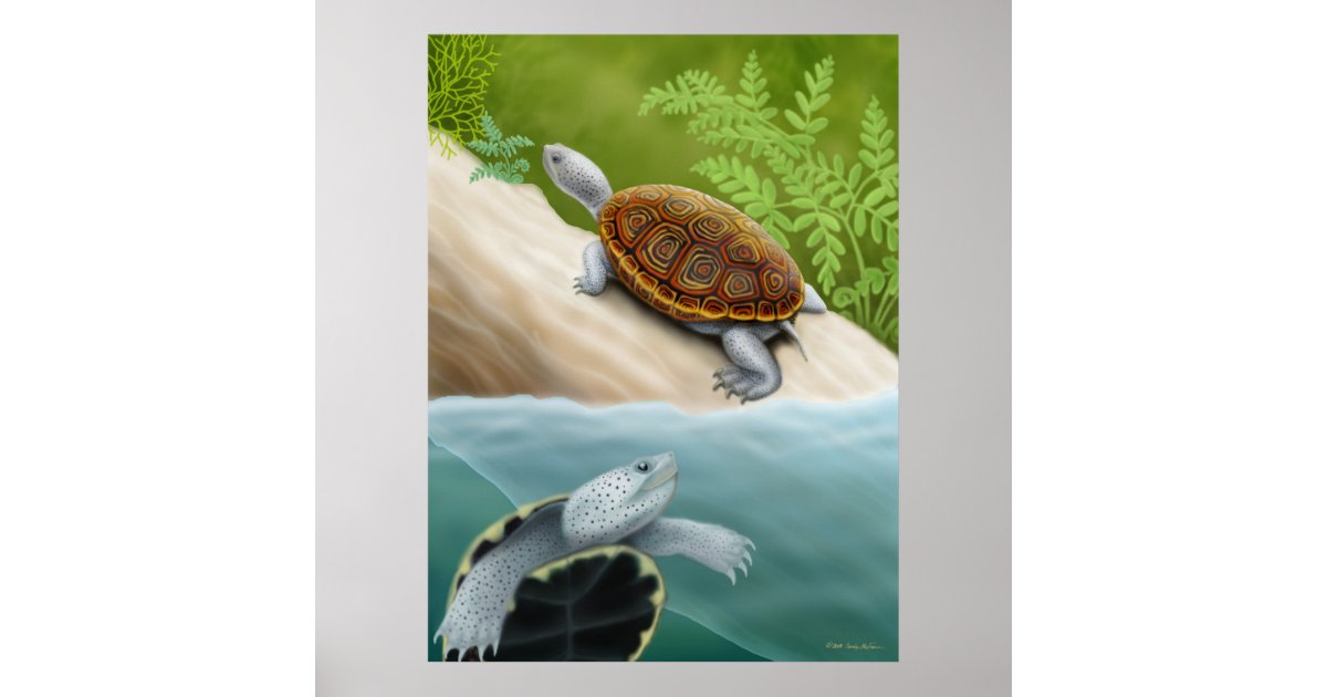 Diamondback Terrapin Turtles Poster | Zazzle
