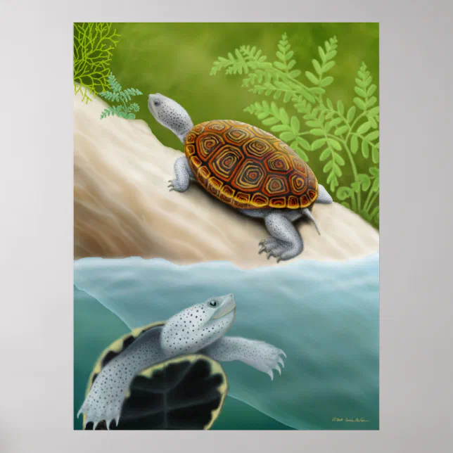 Diamondback Terrapin Turtles Poster | Zazzle