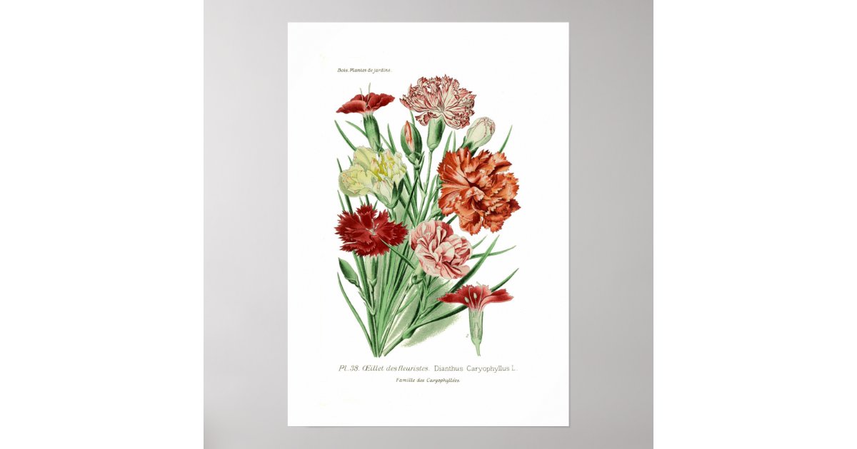 Dianthus caryophyllus (Carnation) Poster | Zazzle