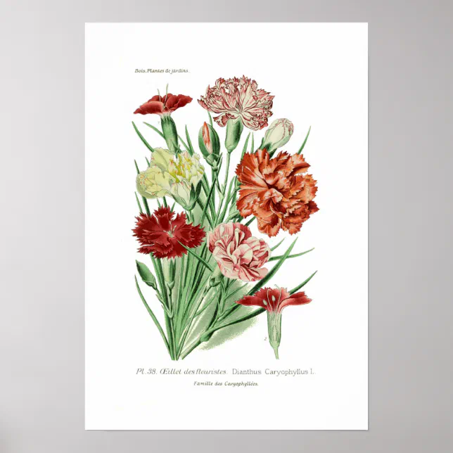 Dianthus caryophyllus (Carnation) Poster | Zazzle