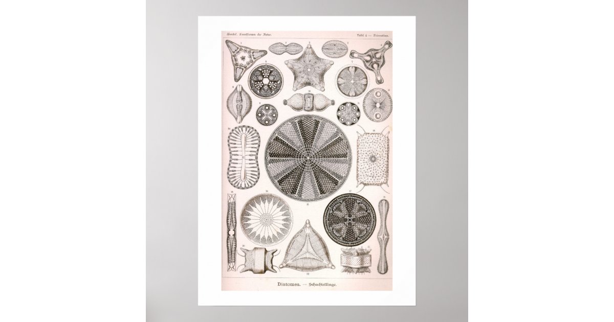 Diatoms Vintage Illustration Poster | Zazzle