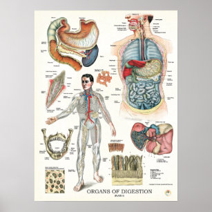 Life Size Anatomy Poster