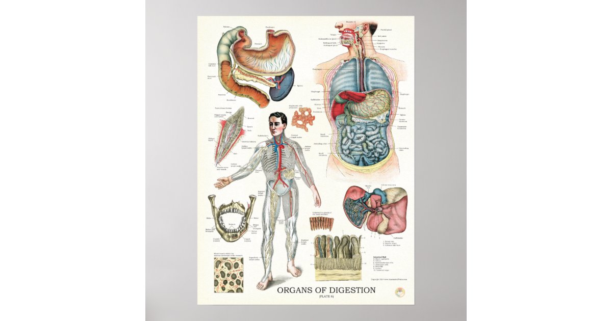 Digestive System Anatomy Poster Internal Organs | Zazzle