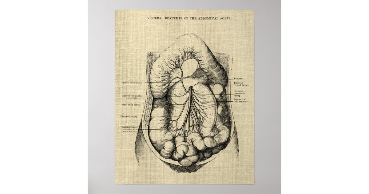 Digestive System Anatomy print 2 Gastroenterology | Zazzle