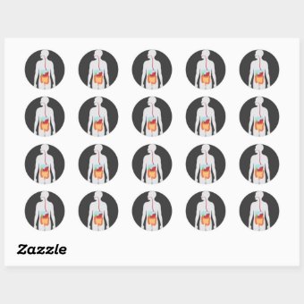 Digestive System Classic Round Sticker | Zazzle