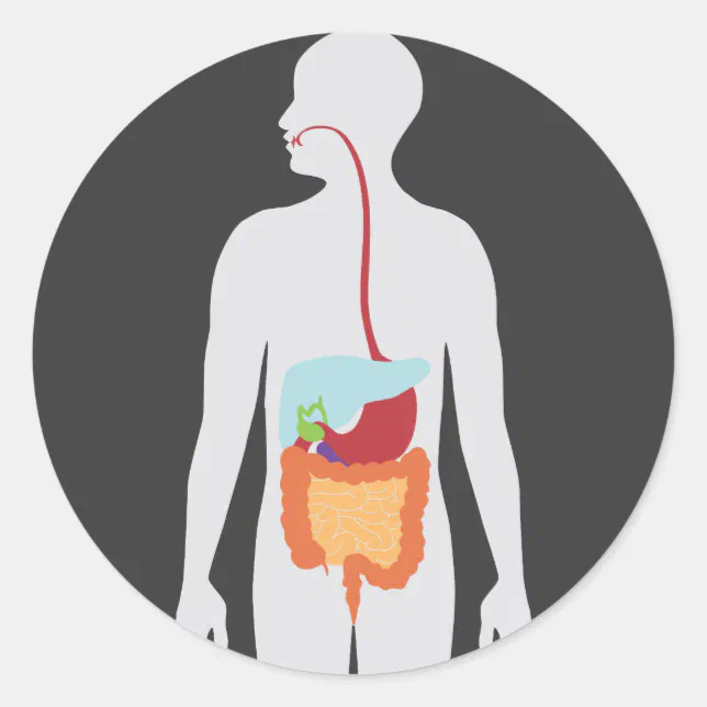 Digestive System Classic Round Sticker | Zazzle