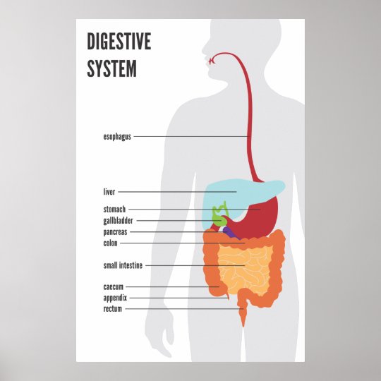 Digestive System Poster | Zazzle.com