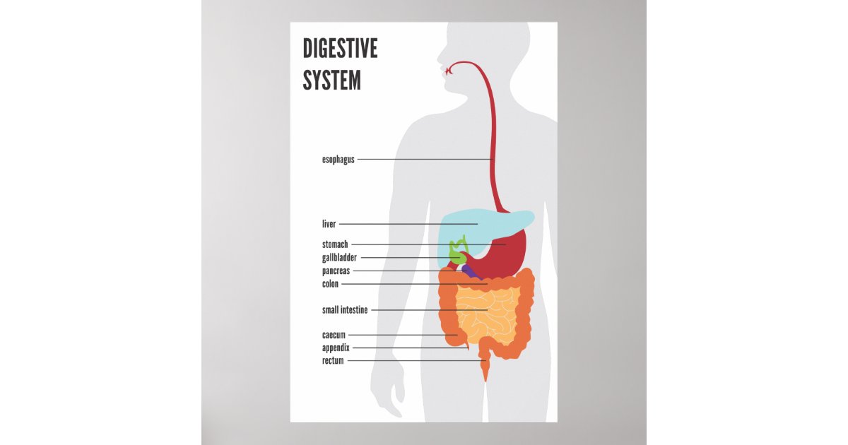 Digestive System Poster | Zazzle