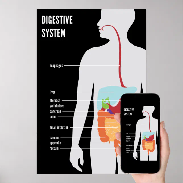 Digestive System Poster | Zazzle