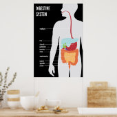 Digestive System Poster | Zazzle