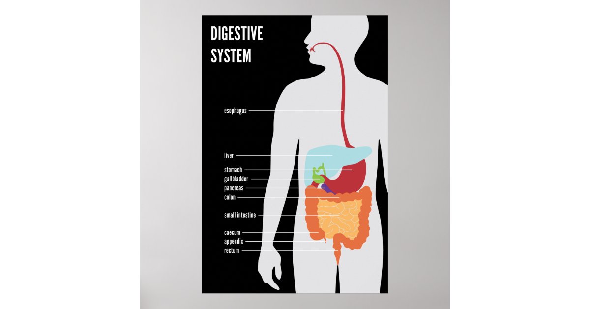 Digestive System Poster | Zazzle