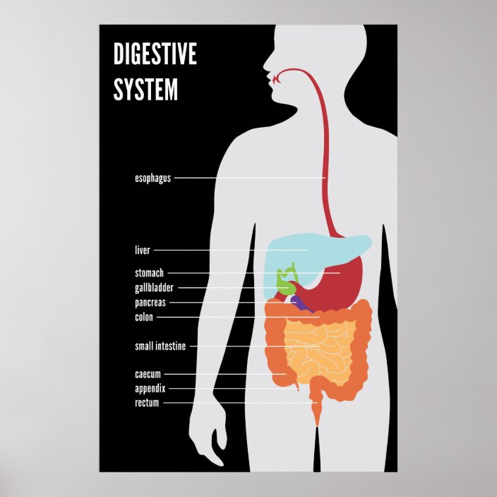Digestive System Poster | Zazzle