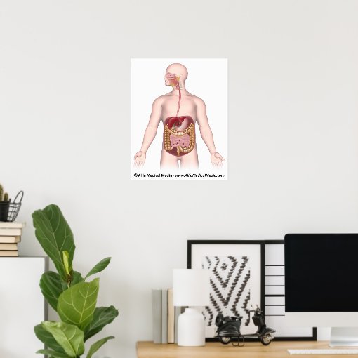 Digestive system unlabeled diagram poster | Zazzle