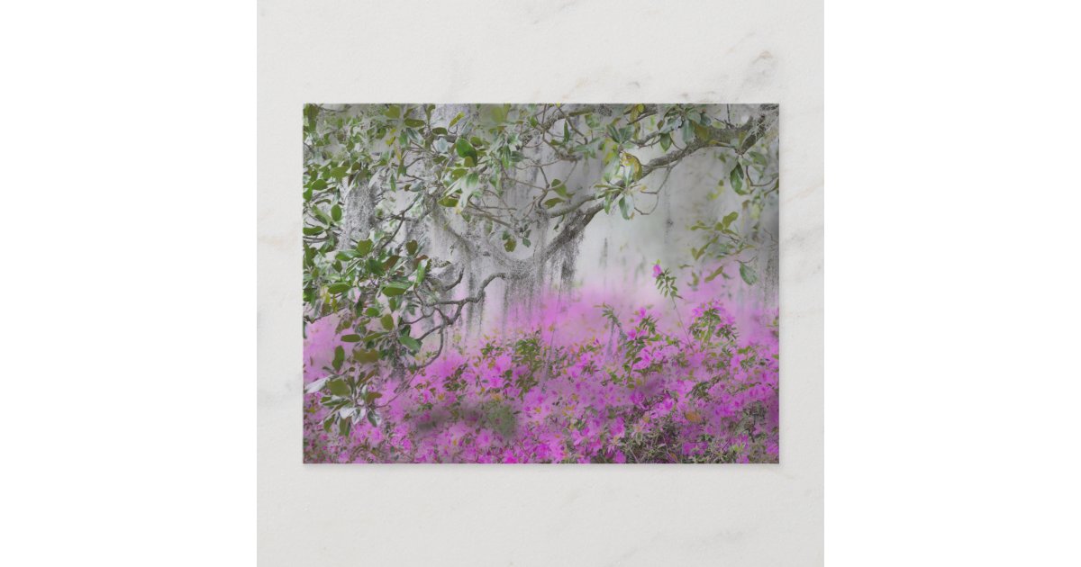 Digital Composite of Azaleas and magnolia tree Postcard | Zazzle