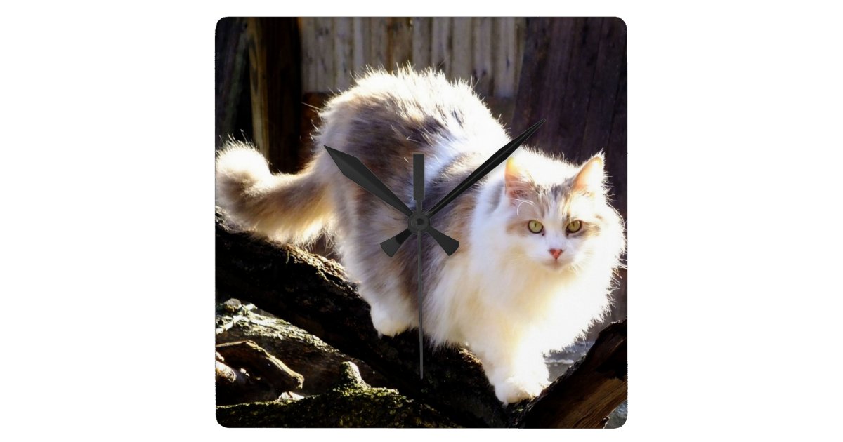 Dilute Calico Maine Coon Cat Clock | Zazzle
