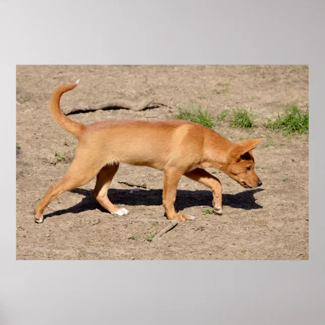 Dingo walking poster | Zazzle