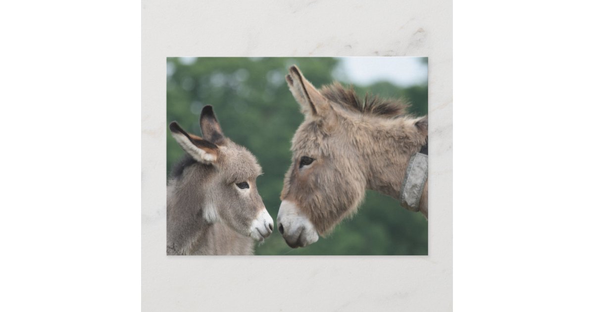 Dinky donkey postcard | Zazzle