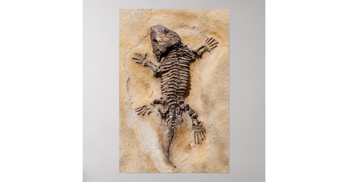 Dinosaur Fossil Poster | Zazzle