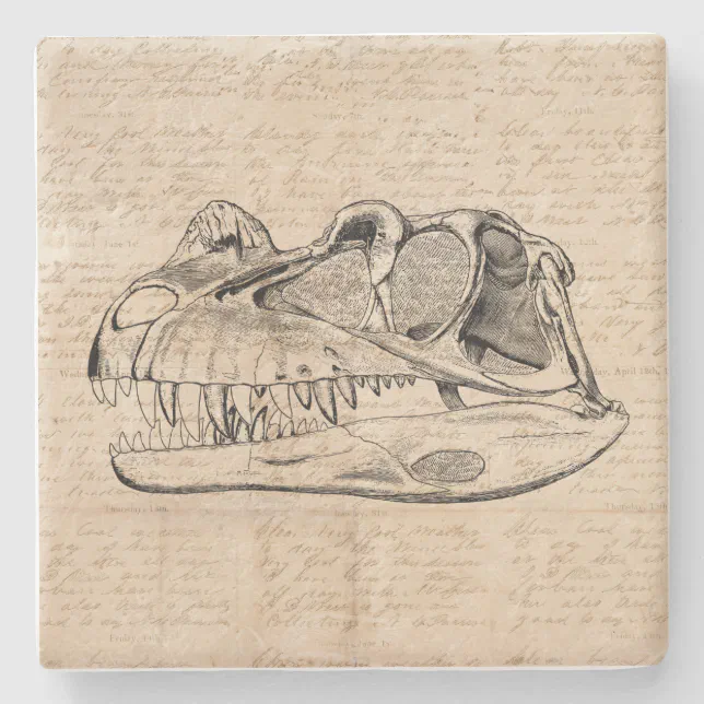Dinosaur Skull Illustration & Antique Script Paper Stone Coaster | Zazzle