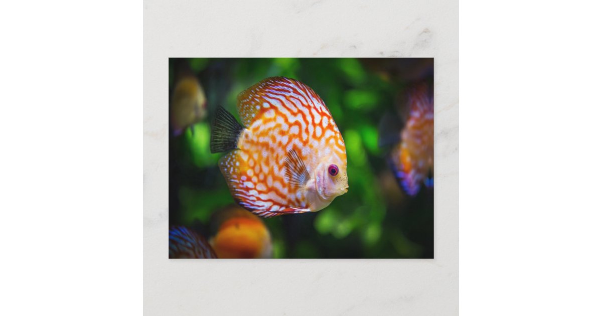Discus fish postcard | Zazzle
