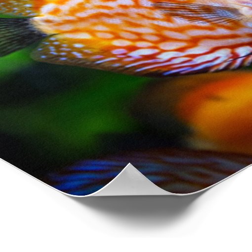 Discus fish poster | Zazzle