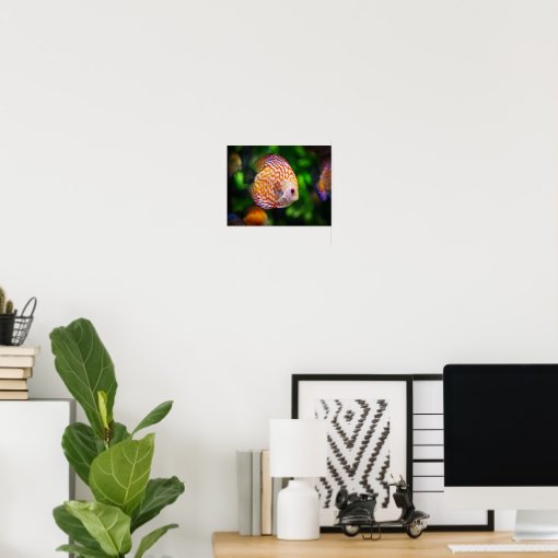 Discus fish poster | Zazzle