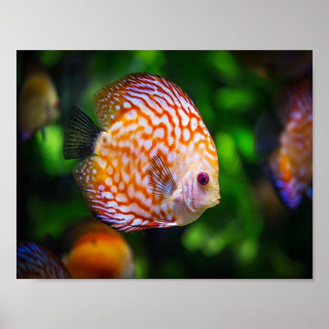 Discus fish poster | Zazzle