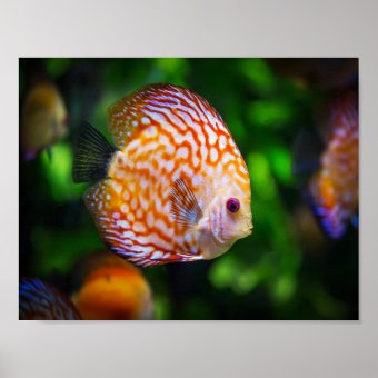 Discus fish poster | Zazzle