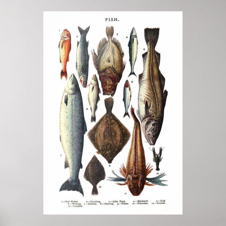 Display of different types of fish poster | Zazzle
