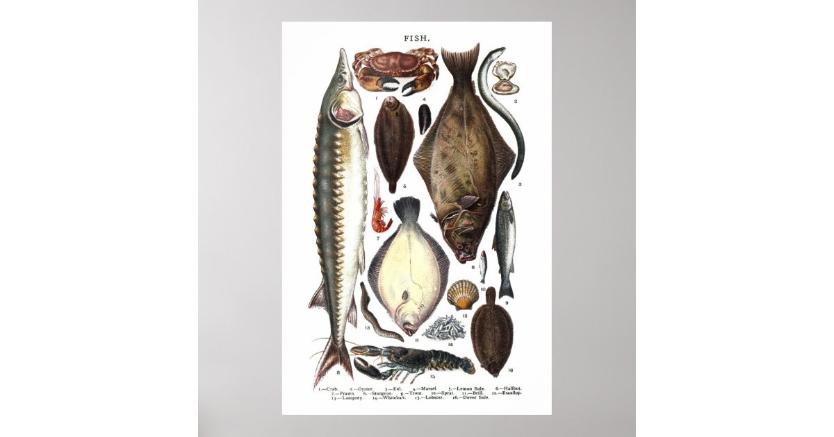 Display of different types of Fish Poster | Zazzle
