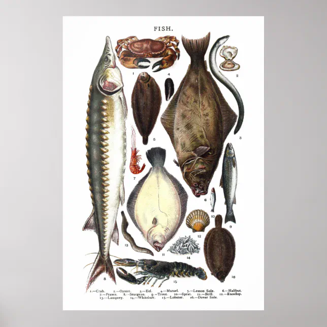 Display of different types of Fish Poster | Zazzle