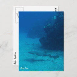Dive Saba postcard-Nurse shark Postcard | Zazzle