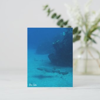 Dive Saba postcard-Nurse shark Postcard | Zazzle