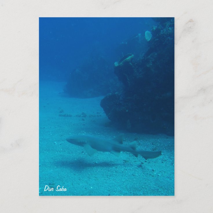 Dive Saba postcard-Nurse shark Postcard | Zazzle