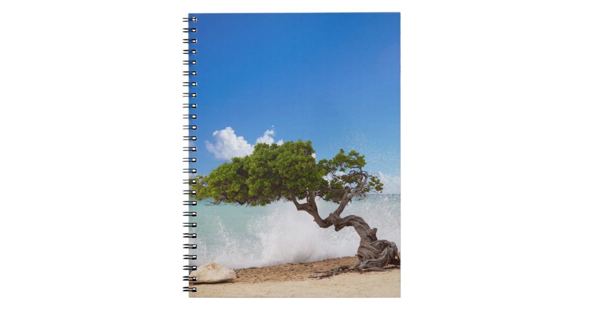 Divi Divi Tree, Eagle Beach, Aruba, Caribbean Notebook | Zazzle