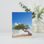 Divi Divi Tree, Eagle Beach, Aruba, Caribbean Postcard | Zazzle