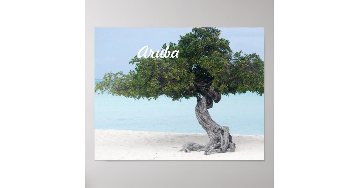 Divi Divi Tree Poster | Zazzle