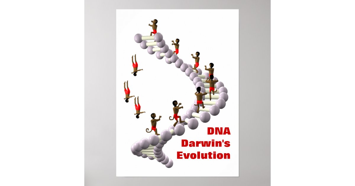 DNA Darwin's Evolution Poster | Zazzle