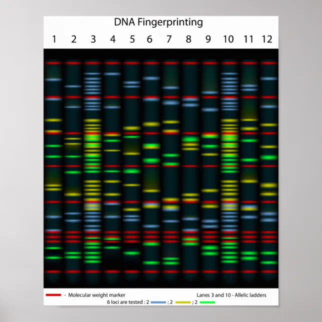 DNA fingerprinting Poster | Zazzle