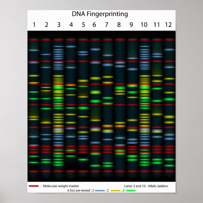 DNA fingerprinting Poster | Zazzle.com