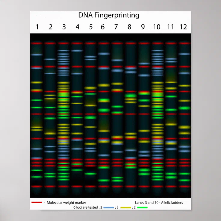 DNA fingerprinting Poster | Zazzle