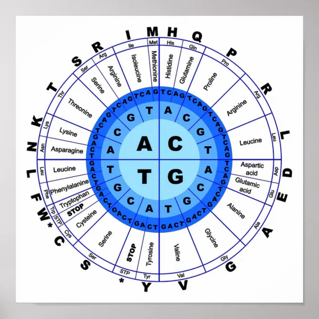 DNA Genetic Code Circle Gene Codon Amino Acid Poster | Zazzle