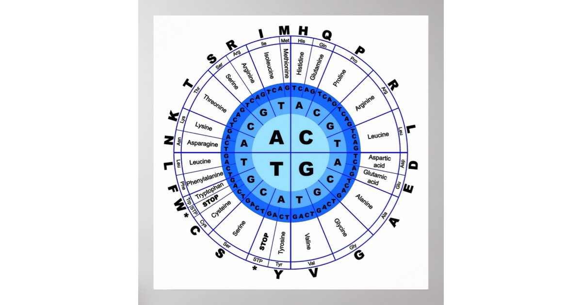 DNA Genetic Code Circle Gene Codon Amino Acid Poster | Zazzle