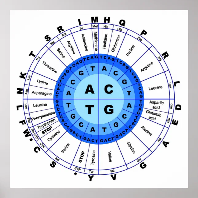DNA Genetic Code Circle Gene Codon Amino Acid Poster | Zazzle