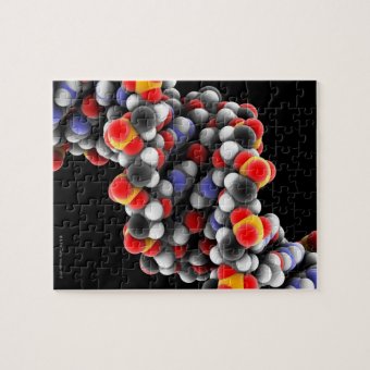 DNA molecule. Molecular model of DNA Jigsaw Puzzle | Zazzle